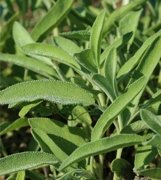 Extrakta Garden Sage | John Scheepers Kitchen Garden Seeds