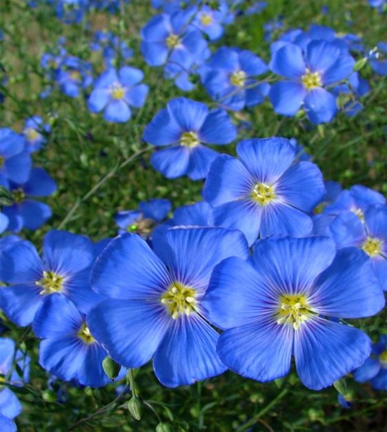 Blue Flax Plant