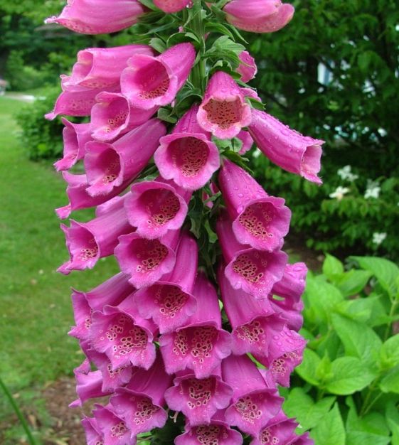 Mr.Fothergill's Seeds Foxglove Excelsior Mixed フォックスグローブ ジギタリス エクセルシオ ...
