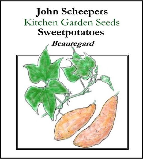 Sweet Potato Plant Diagram