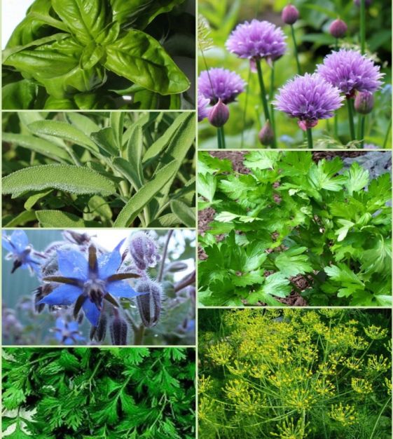 Direct Sow Herb Garden
