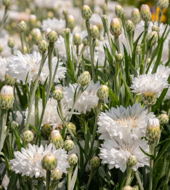 White Ball Bachelor's Buttons | John Scheepers Kitchen Garden Seeds