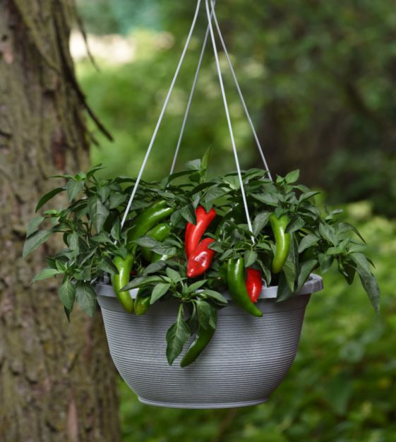 Pot-a-peño Jalapeño Hot Chile Pepper | John Scheepers Kitchen Garden Seeds