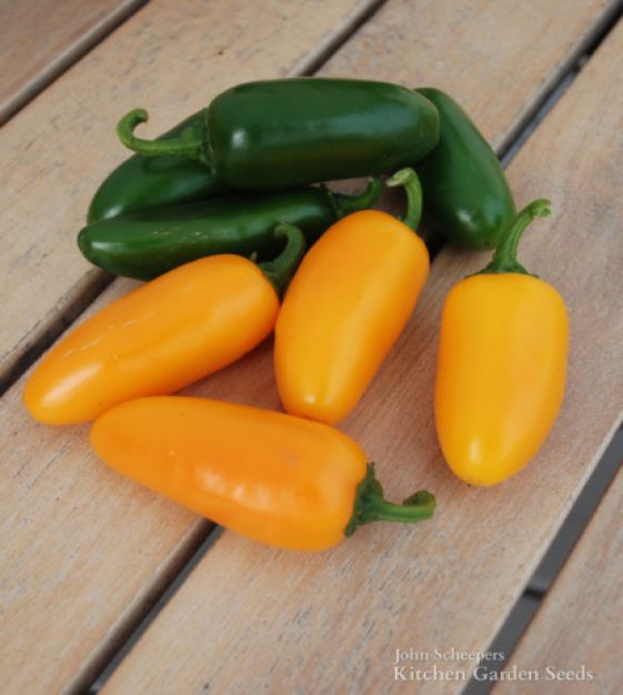 Pumpkin Spice Jalapeño Hot Chile Pepper | John Scheepers Kitchen Garden ...