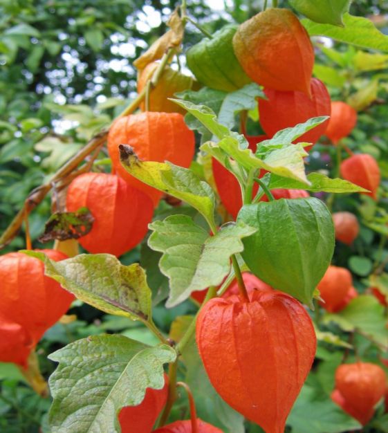 Chinese Lantern Plant Flower