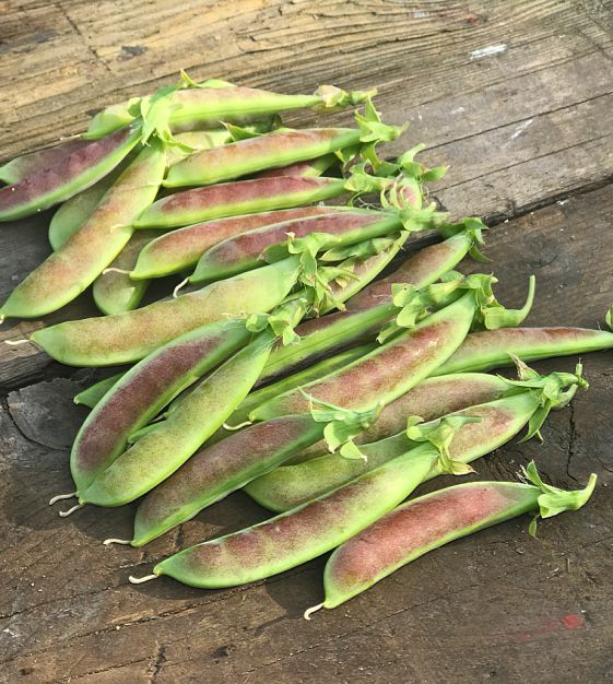 Spring Blush Snap Pea | John Scheepers Kitchen Garden Seeds
