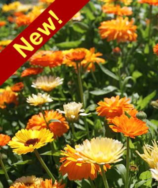Direct Sow Flowers | John Scheepers Kitchen Garden Seeds