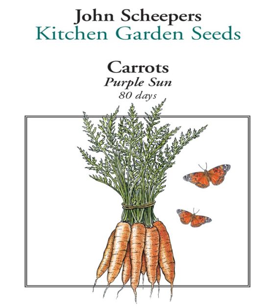 purple sun carrot seeds