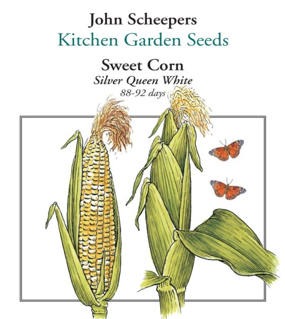 silver queen corn uk