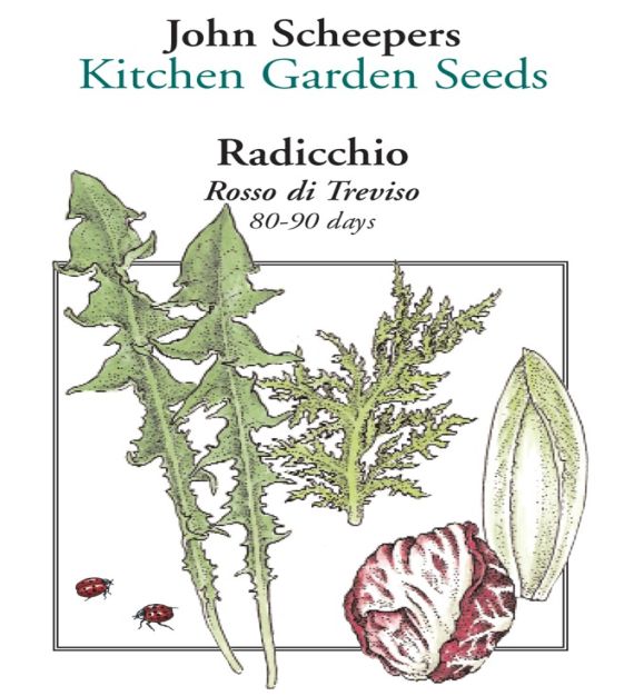radicchio growing guide