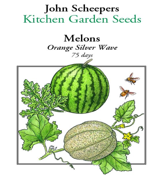 orange delight melon