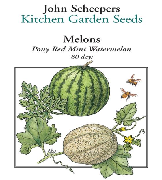 mini watermelon plants