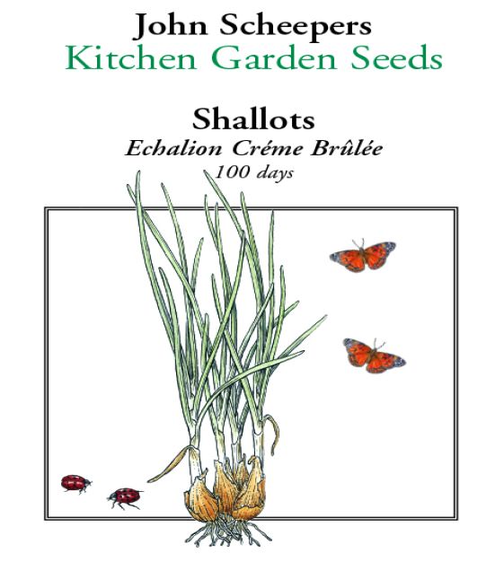 difference between shallots and echalion shallots