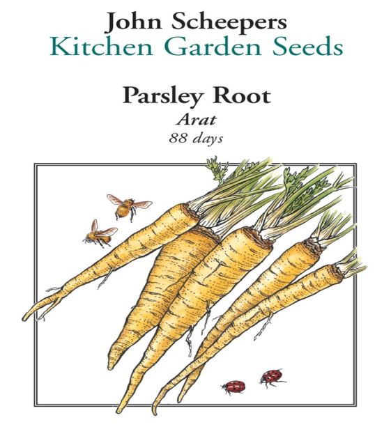 parsley root sprouts