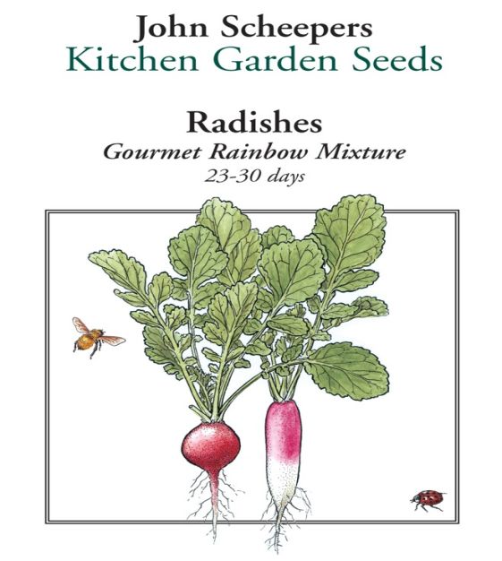 radish color component