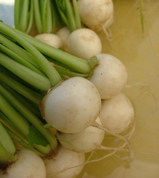 white turnip