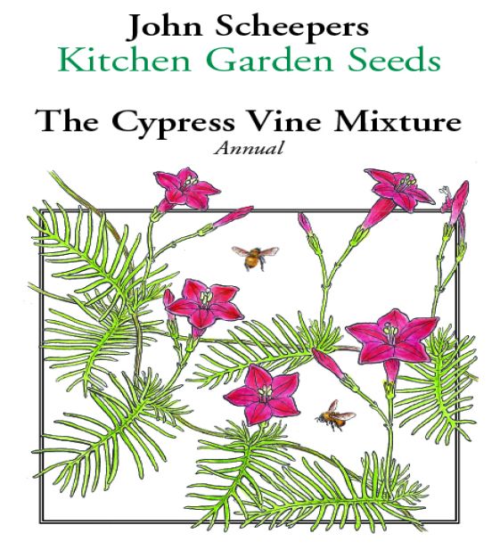 cypress vine flower drawing