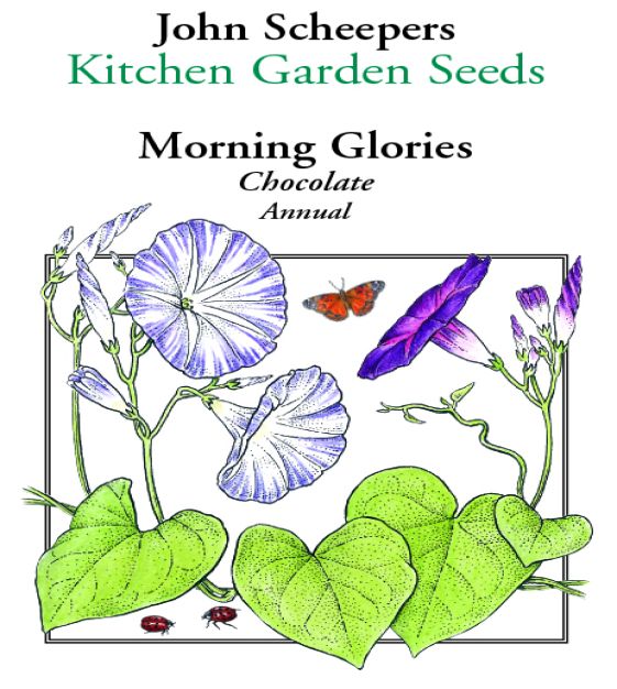 ipomoea nil chocolate