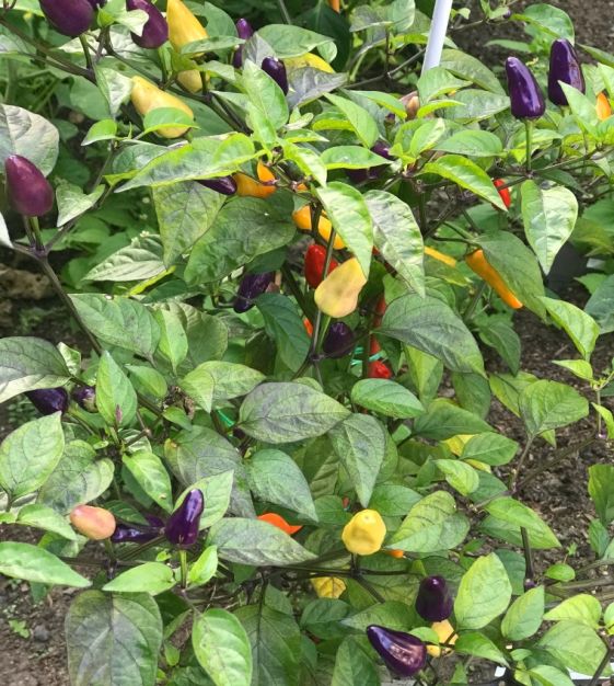 pepper colour change