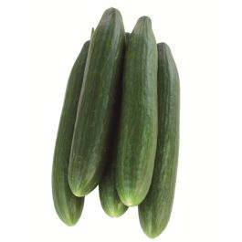 Bella Cucumber | John Scheepers Kitchen Garden Seeds