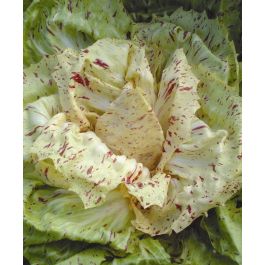 Varigata Castelfranco Radicchio | John Scheepers Kitchen Garden Seeds