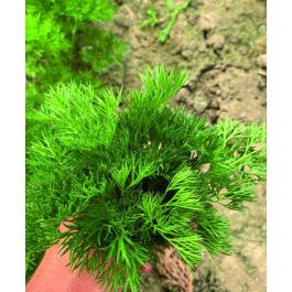 Menuette Parsley | John Scheepers Kitchen Garden Seeds