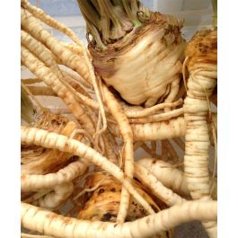 parsley root sprouts