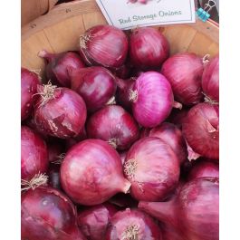 Red Wethersfield Onion Sets