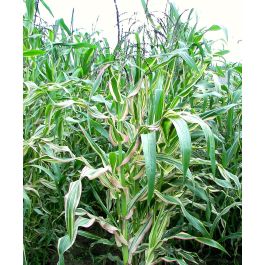 wild corn plant