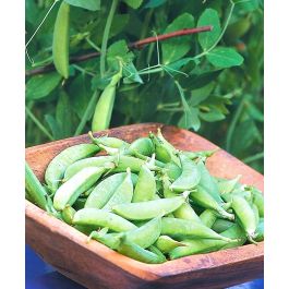 Sugar Ann Snap Pea | John Scheepers Kitchen Garden Seeds