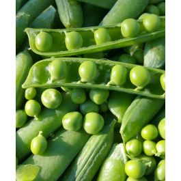 Wando Shelling Pea | John Scheepers Kitchen Garden Seeds