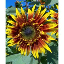 The Joker Sunflower | John Scheepers Kitchen Garden Seeds