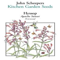 agastache rupestris apache sunset