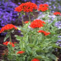 maltese cross plants