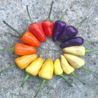 pepper colour change