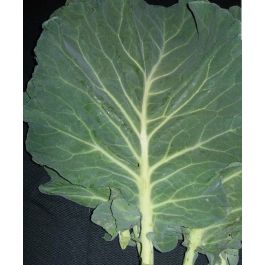 Morris Heading Collard Greens | John Scheepers Kitchen Garden Seeds