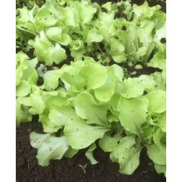 Black-Seeded Simpson Loose-Leaf Lettuce | John Scheepers Kitchen Garden ...