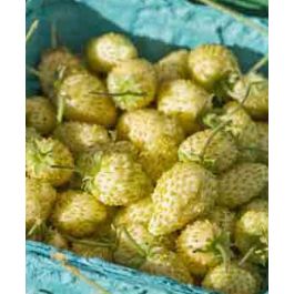 Yellow Wonder Alpine Strawberry | John Scheepers Kitchen Garden Seeds