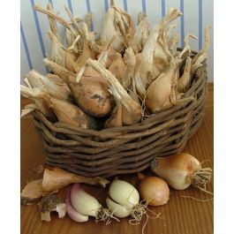 French Gray Shallot | John Scheepers Kitchen Garden Seeds
