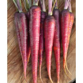 Pulsar Pink Carrot | John Scheepers Kitchen Garden Seeds