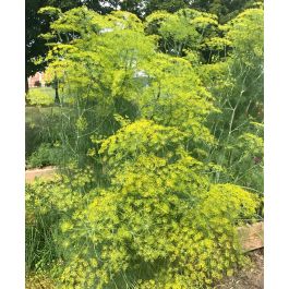 Mammoth Long Island Dill | John Scheepers Kitchen Garden Seeds