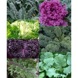 The Rainbow Kale Mixture | John Scheepers Kitchen Garden Seeds