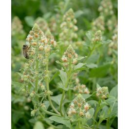 Mignonette | John Scheepers Kitchen Garden Seeds