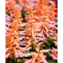Amore Salmon Salvia | John Scheepers Kitchen Garden Seeds