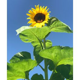 American Giant Sunflower | John Scheepers Kitchen Garden Seeds