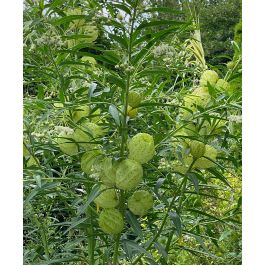 Swan Plant | John Scheepers Kitchen Garden Seeds
