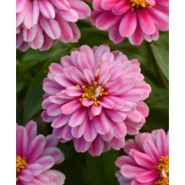 Zahara Double Raspberry Ripple Zinnia | John Scheepers Kitchen Garden Seeds