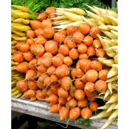Thumbelina Baby Ball Carrot | John Scheepers Kitchen Garden Seeds