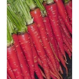Red Samurai Carrot | John Scheepers Kitchen Garden Seeds