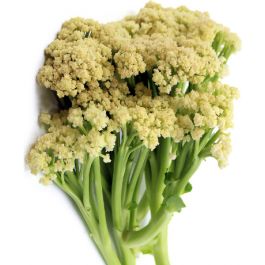 Fioretto Stick Cauliflower | John Scheepers Kitchen Garden Seeds